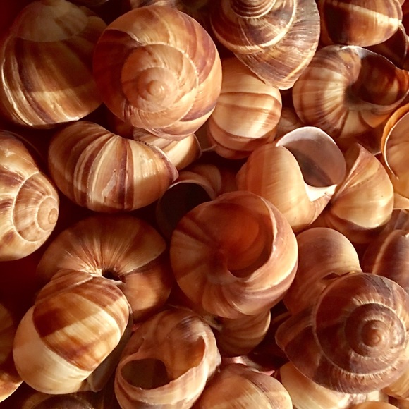 Other | Shells Vintage Shells | Poshmark